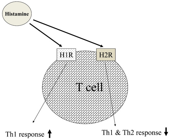 The Role of Histamine in the Pathophysiology of Asthma and the Clinical ...