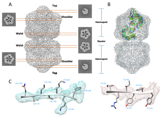 Cryo-EM Structure of a Begomovirus Geminate Particle