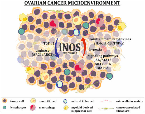 The Potential Role of iNOS in Ovarian Cancer Progression and ...