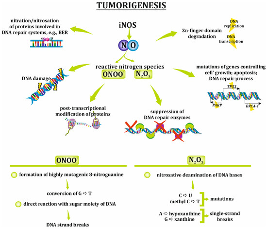 The Potential Role of iNOS in Ovarian Cancer Progression and ...