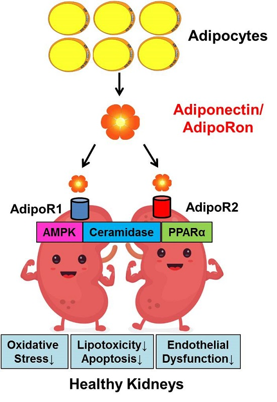 IJMS | Free Full-Text | Mechanisms of Adiponectin Action: Implication ... IJMS | Free Full-Text | Mechanisms of Adiponectin Action: Implication ...