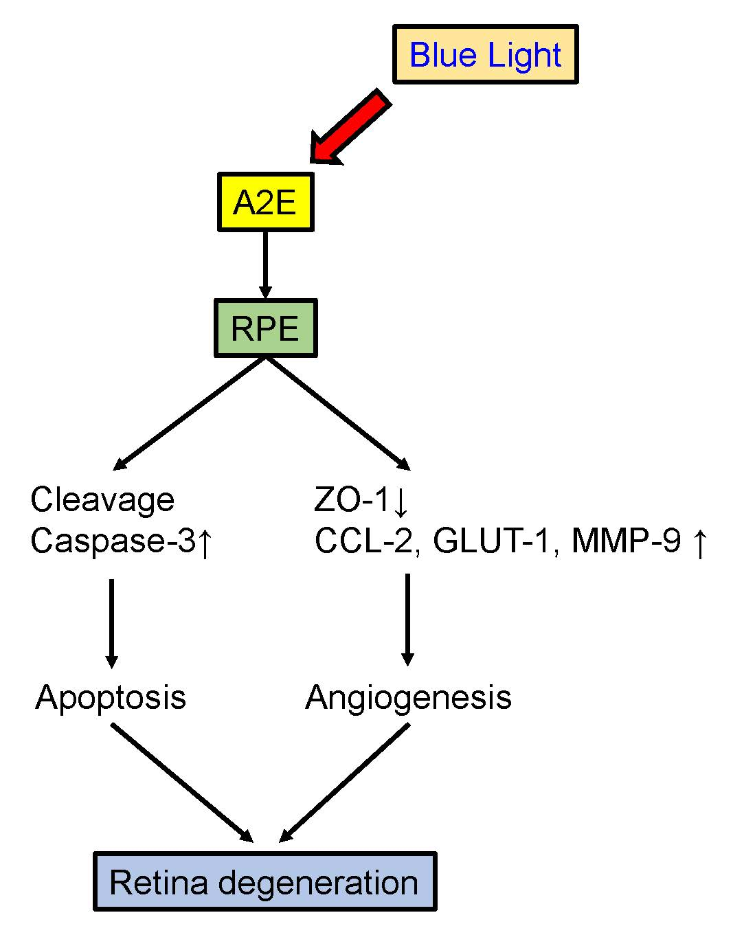 IJMS | Free Full-Text | Low-Luminance Blue Light-Enhanced Phototoxicity ...