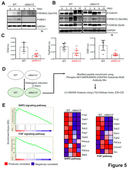 The ERK MAPK Pathway Is Essential for Skeletal Development and Homeostasis