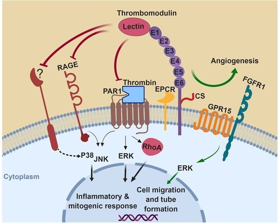 IJMS | Free Full-Text | Thrombomodulin Regulation of Mitogen-Activated Protein Kinases