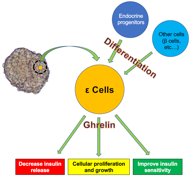 IJMS | Free Full-Text | Development and Characteristics of Pancreatic ...