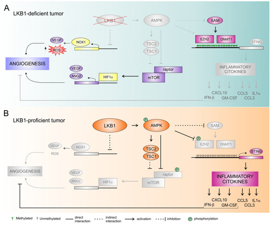 LKB1 and Tumor Metabolism: The Interplay of Immune and Angiogenic Microenvironment in Lung Cancer