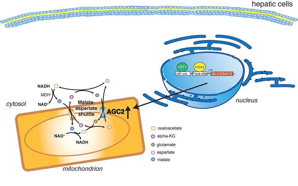 IJMS | Free Full-Text | Transcriptional Regulation Factors of the Human ...