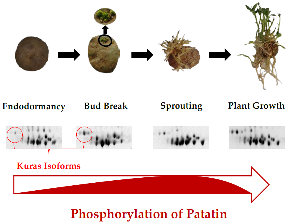 IJMS | Free Full-Text | The Major Storage Protein in Potato Tuber Is ...
