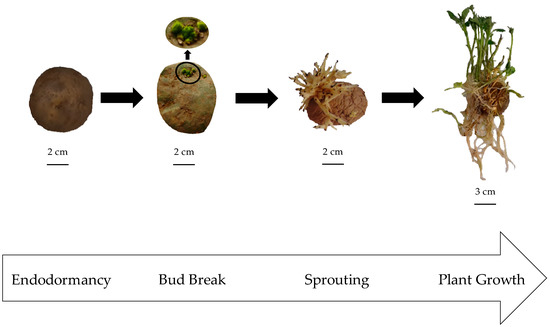 The Major Storage Protein in Potato Tuber Is Mobilized by a Mechanism ...