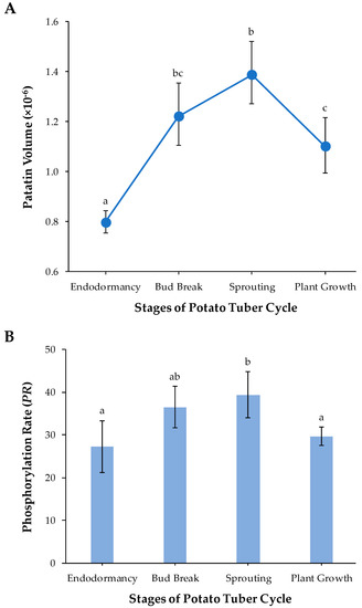 The Major Storage Protein in Potato Tuber Is Mobilized by a Mechanism ...