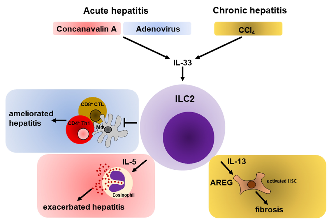IJMS | Free Full-Text | Type 2 Innate Lymphoid Cells in Liver and Gut: From Current Knowledge to ...