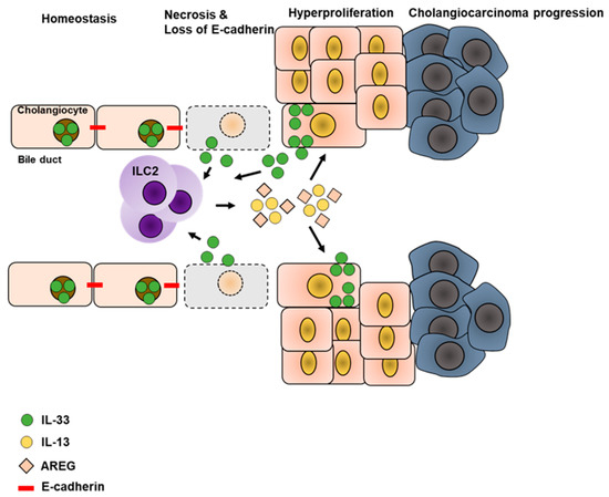 IJMS | Special Issue : Targeting Group 2 Innate Lymphoid Cells (ILC2) in Disease: Central ...
