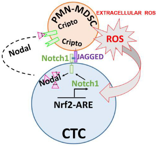 PMN-MDSCs Enhance CTC Metastatic Properties through Reciprocal ...