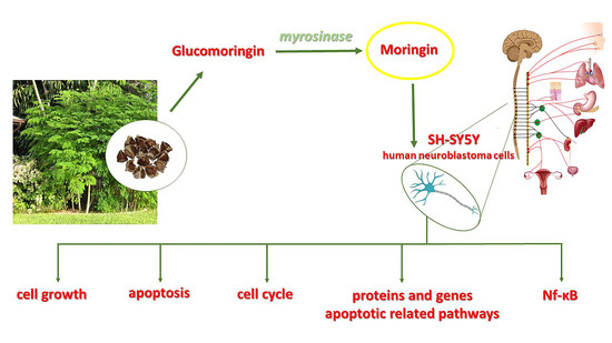 IJMS | Free Full-Text | Moringin from Moringa Oleifera Seeds Inhibits ...