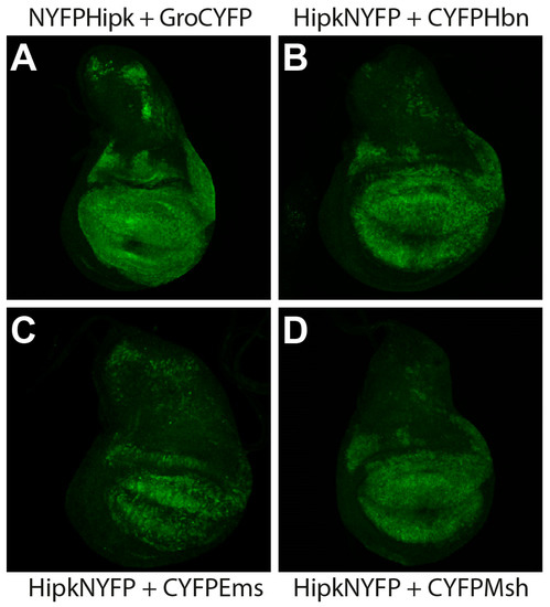 Drosophila Homeodomain-Interacting Protein Kinase (Hipk) Phosphorylates ...