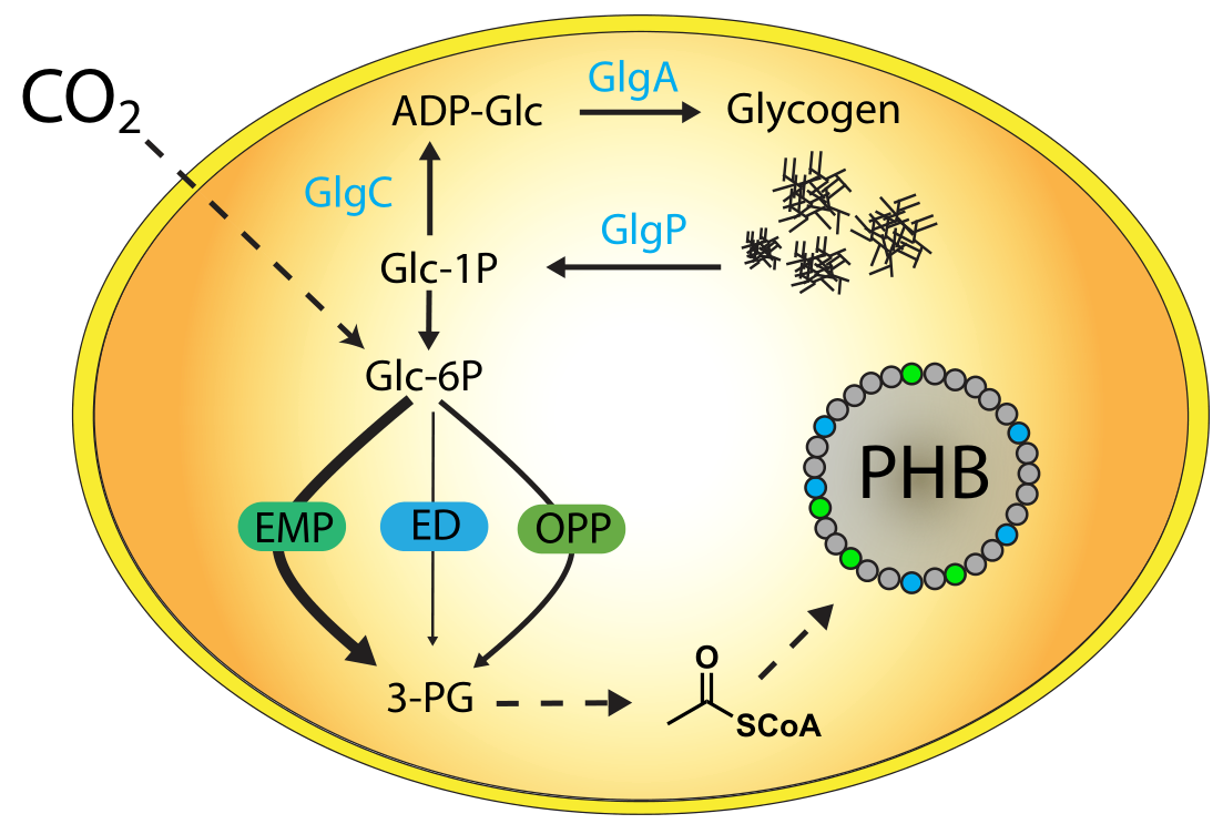 IJMS | Free Full-Text | PHB is Produced from Glycogen Turn-over during ...