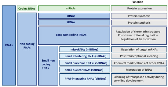 Non-Coding RNAs as New Therapeutic Targets in the Context of Renal Fibrosis
