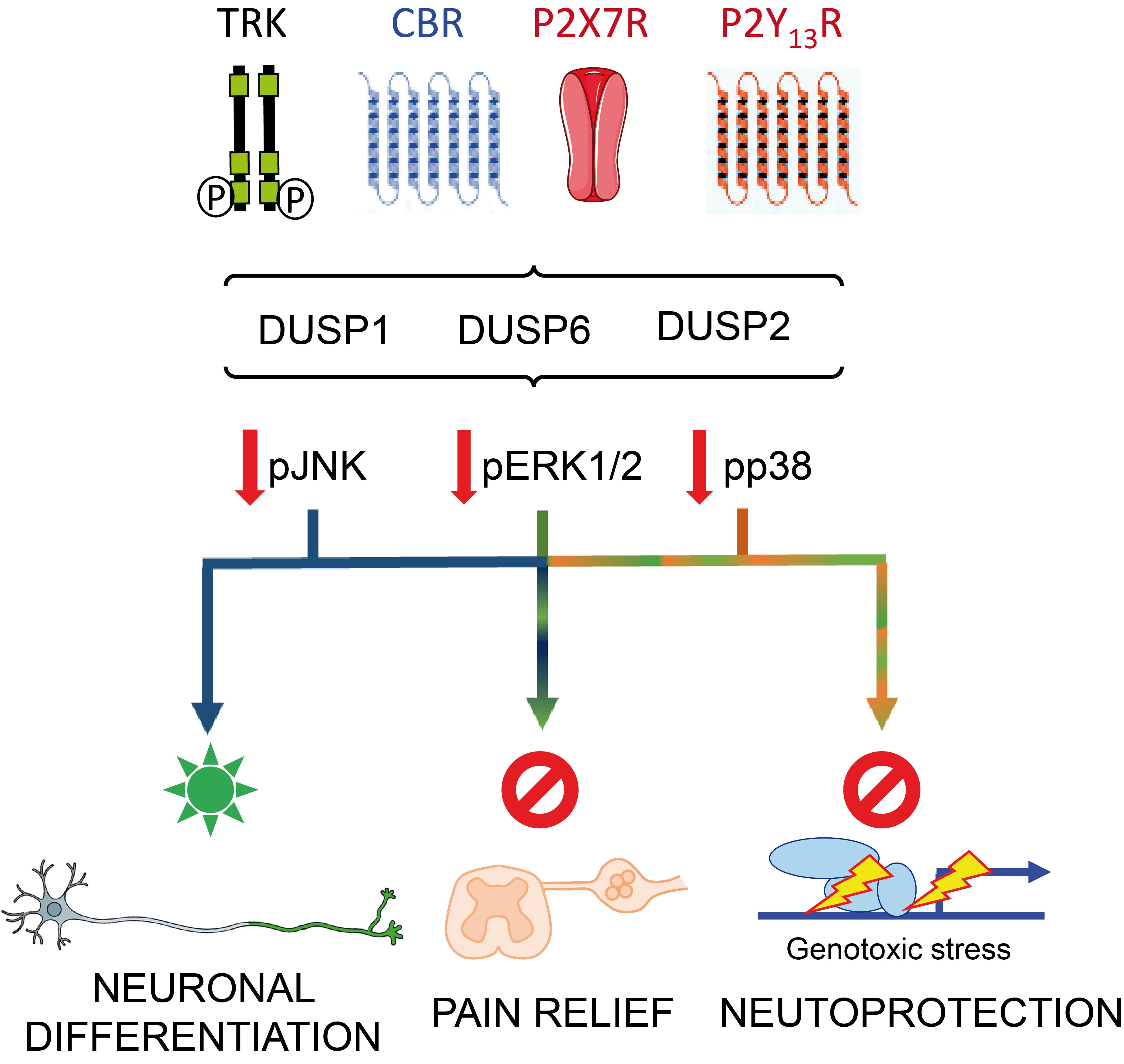 IJMS | Free Full-Text | Dual-Specificity Phosphatase Regulation in Neurons and Glial Cells