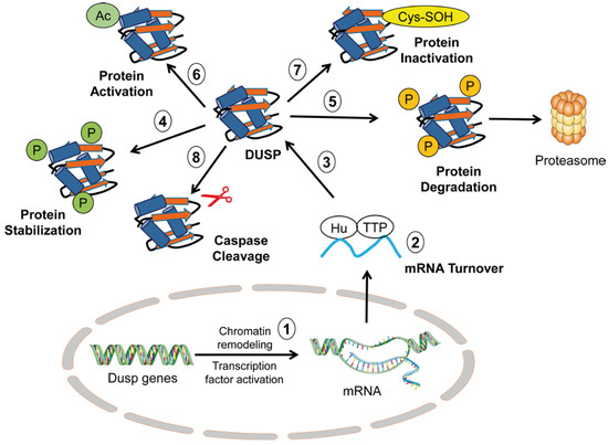 IJMS | Free Full-Text | Dual-Specificity Phosphatase Regulation in Neurons and Glial Cells