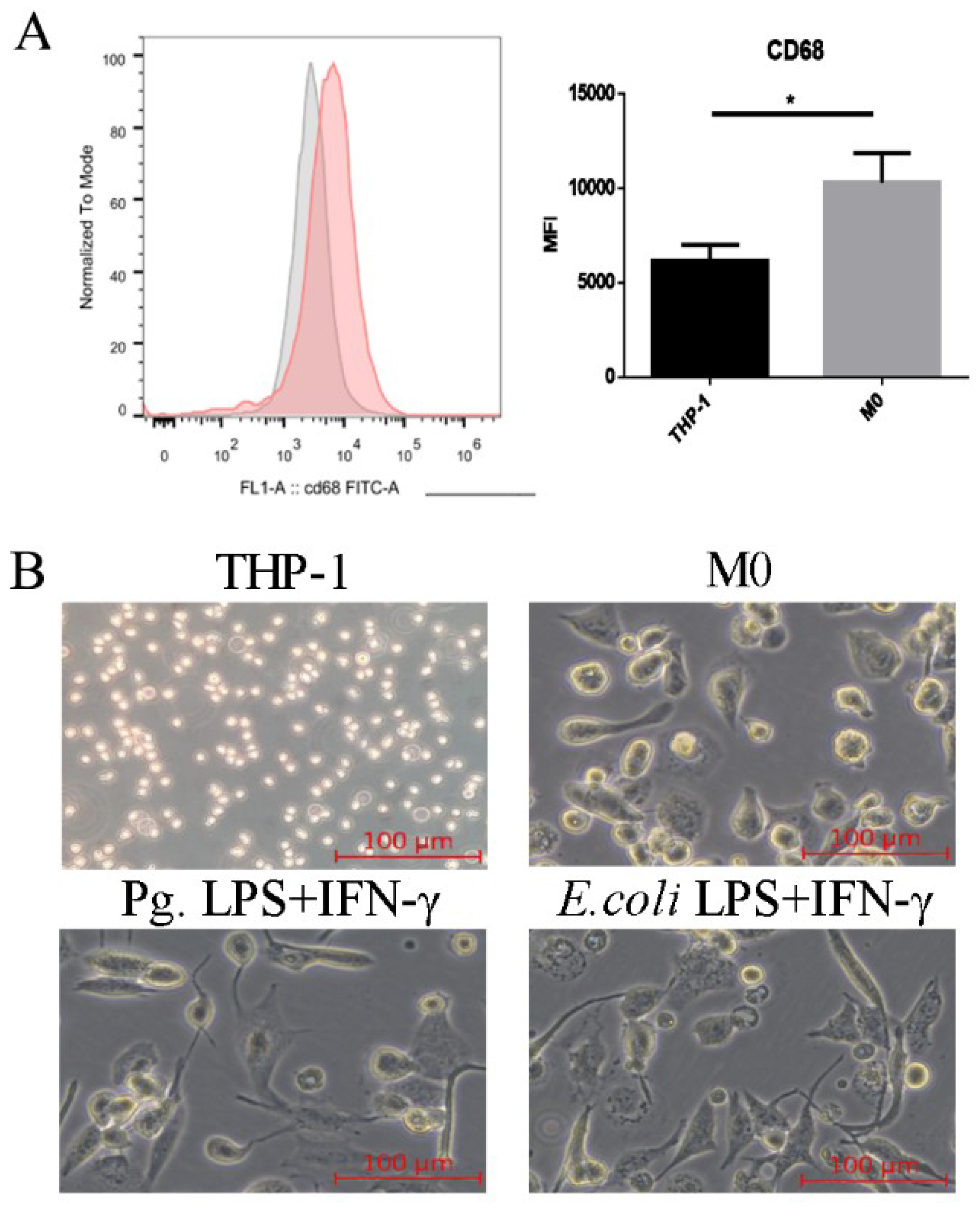 TET1 Knockdown Inhibits Porphyromonas gingivalis LPS/IFN-γ-Induced M1 ...