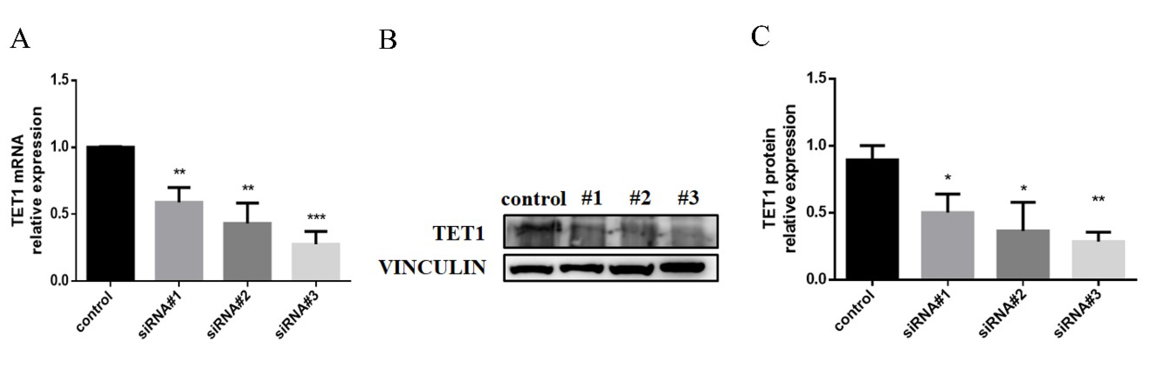 TET1 Knockdown Inhibits Porphyromonas gingivalis LPS/IFN-γ-Induced M1 ...