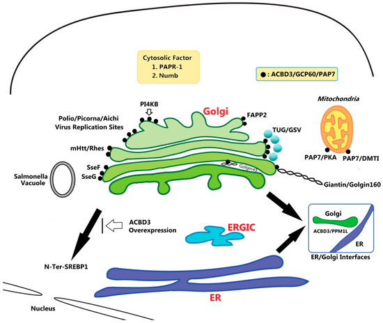 IJMS | Free Full-Text | Acyl-CoA-Binding Domain-Containing 3 (ACBD3 ...