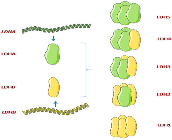 Unappreciated Role of LDHA and LDHB to Control Apoptosis and Autophagy ...