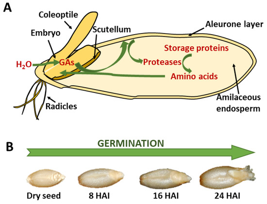 Insights on the Proteases Involved in Barley and Wheat Grain Germination