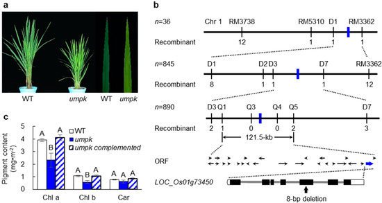 UMP Kinase Regulates Chloroplast Development and Cold Response in Rice