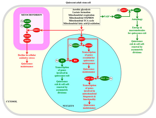 Quiescence Entry, Maintenance, and Exit in Adult Stem Cells