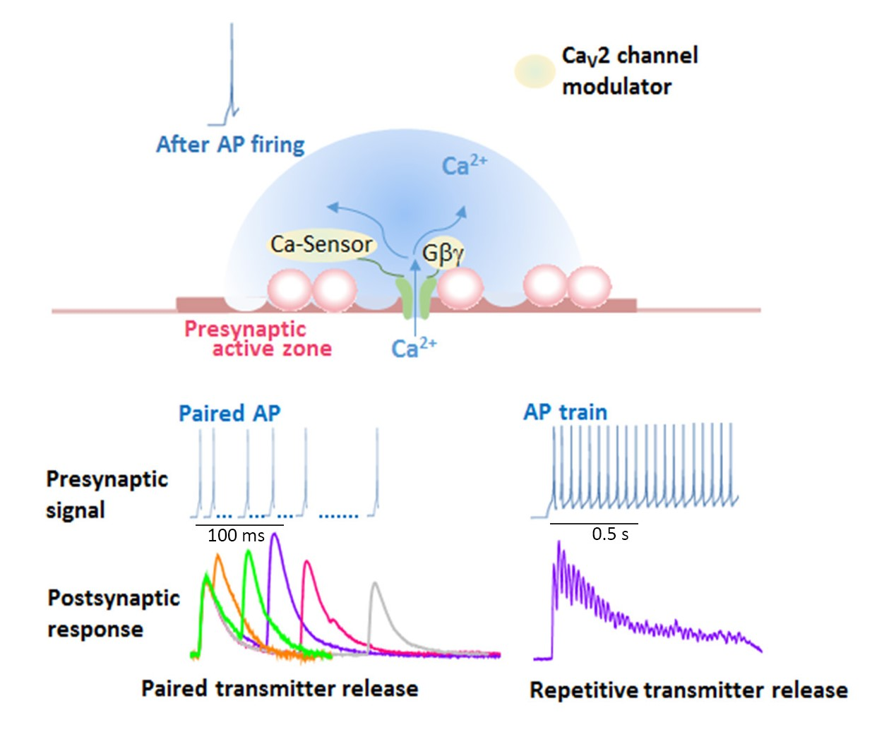 IJMS | Free Full-Text | Presynaptic Calcium Channels