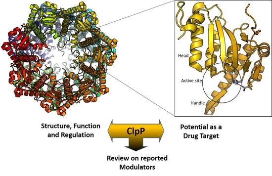 IJMS | Free Full-Text | ClpP Protease, a Promising Antimicrobial Target