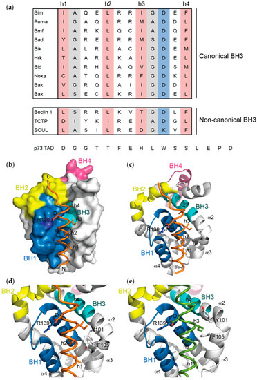 IJMS | Free Full-Text | The Structural Biology of Bcl-xL