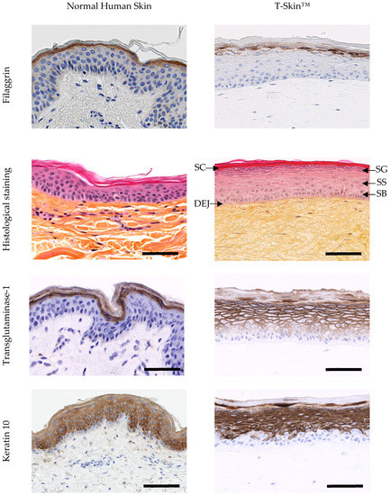 Characterization of a New Reconstructed Full Thickness Skin Model, T ...