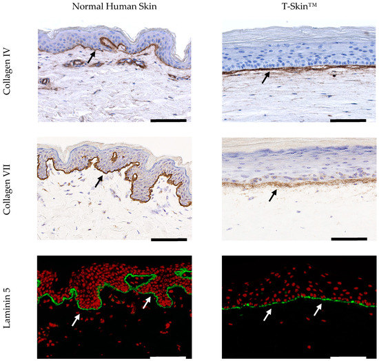 Characterization of a New Reconstructed Full Thickness Skin Model, T ...