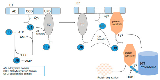 UBA6 and Its Bispecific Pathways for Ubiquitin and FAT10