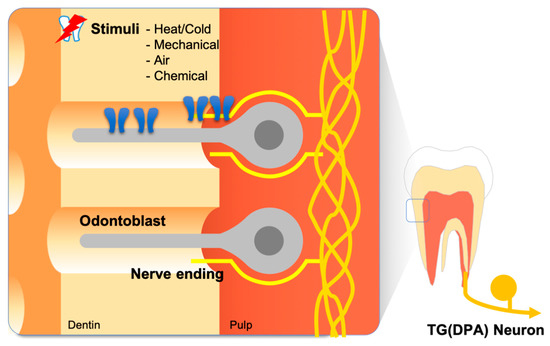 Ion Channels Involved in Tooth Pain