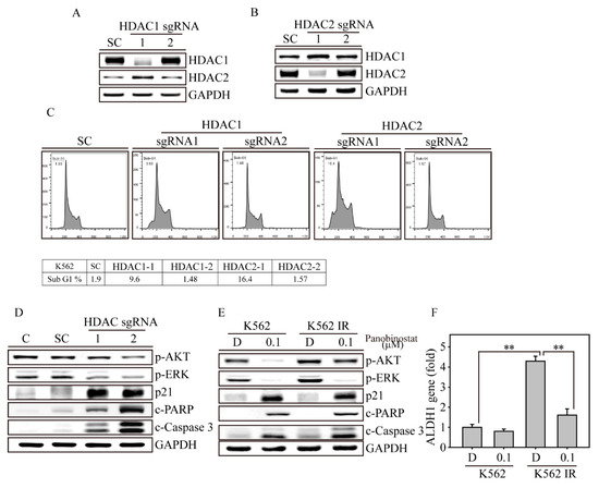 HDAC1,2 Knock-Out and HDACi Induced Cell Apoptosis in Imatinib ...