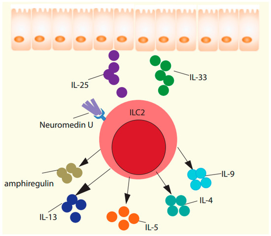 IJMS | Special Issue : Targeting Group 2 Innate Lymphoid Cells (ILC2) in Disease: Central ...