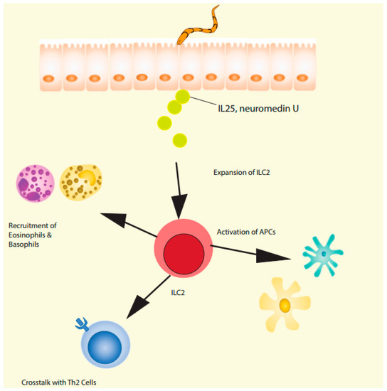 Group 2 Innate Lymphoid Cells (ILC2): Type 2 Immunity and Helminth Immunity