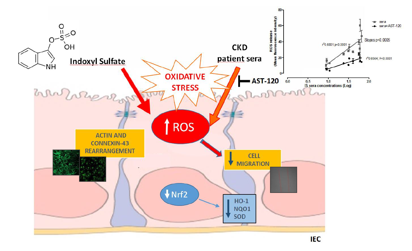 IJMS | Free Full-Text | Effect of Indoxyl Sulfate on the Repair and ...