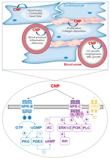 C-Type Natriuretic Peptide: A Multifaceted Paracrine Regulator in the ...