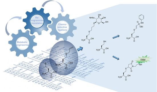 IJMS | Special Issue : Expanding and Reprogramming the Genetic Code