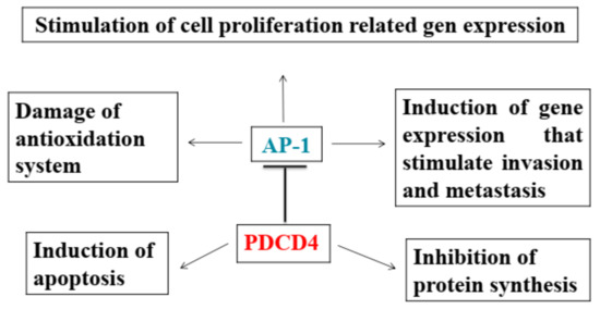 Control Mechanisms of the Tumor Suppressor PDCD4: Expression and Functions