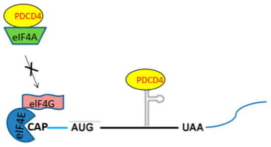 Control Mechanisms of the Tumor Suppressor PDCD4: Expression and Functions
