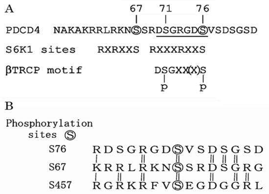 Control Mechanisms of the Tumor Suppressor PDCD4: Expression and Functions