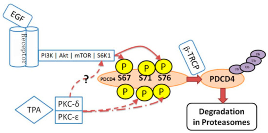 Control Mechanisms of the Tumor Suppressor PDCD4: Expression and Functions