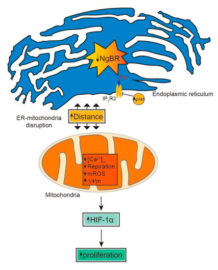 Nogo-B Receptor Directs Mitochondria-Associated Membranes to Regulate ...