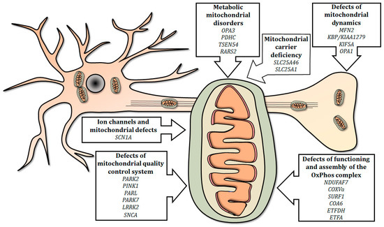 IJMS | Special Issue : Genetics of Neurodegenerative Diseases: Focus on ...