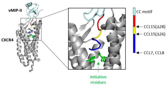 Ijms Free Full Text Influence Of Chemokine N Terminal Modification